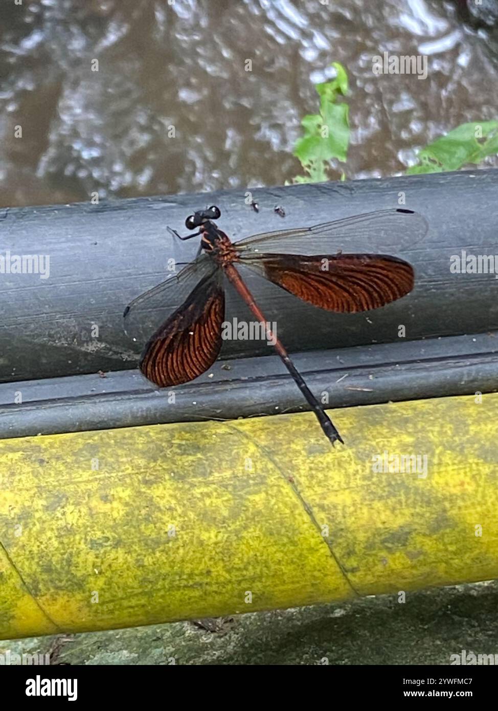 Formosan Damselfly (Euphaea formosa Stock Photo - Alamy