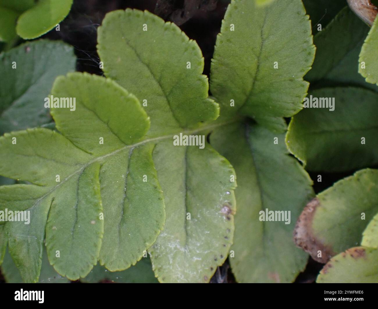 western polypody (Polypodium hesperium Stock Photo - Alamy