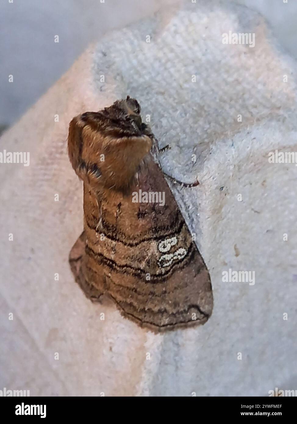 Figure of Eighty (Tethea ocularis Stock Photo - Alamy