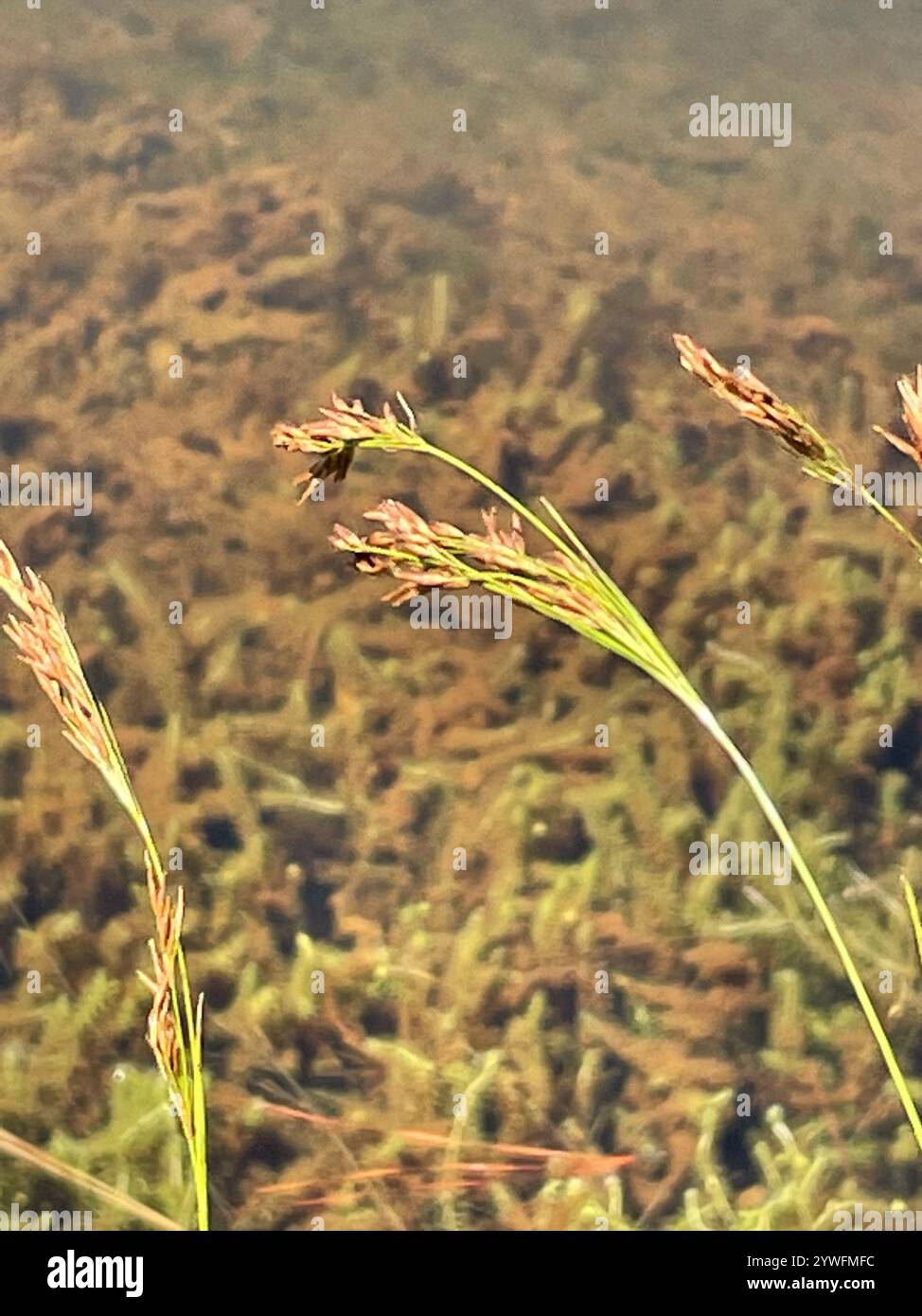 nodding beaksedge (Rhynchospora inexpansa Stock Photo - Alamy