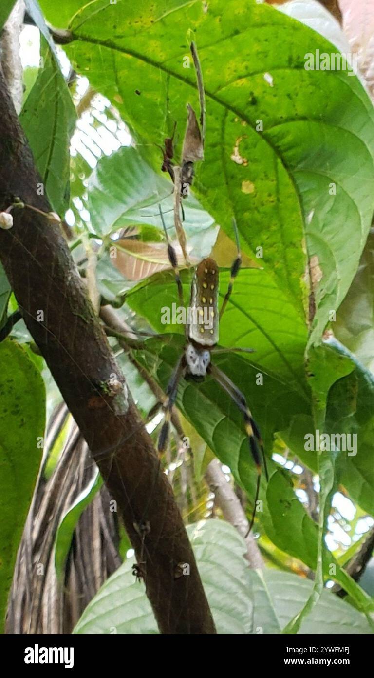 Golden Silk Spider (Trichonephila clavipes Stock Photo - Alamy