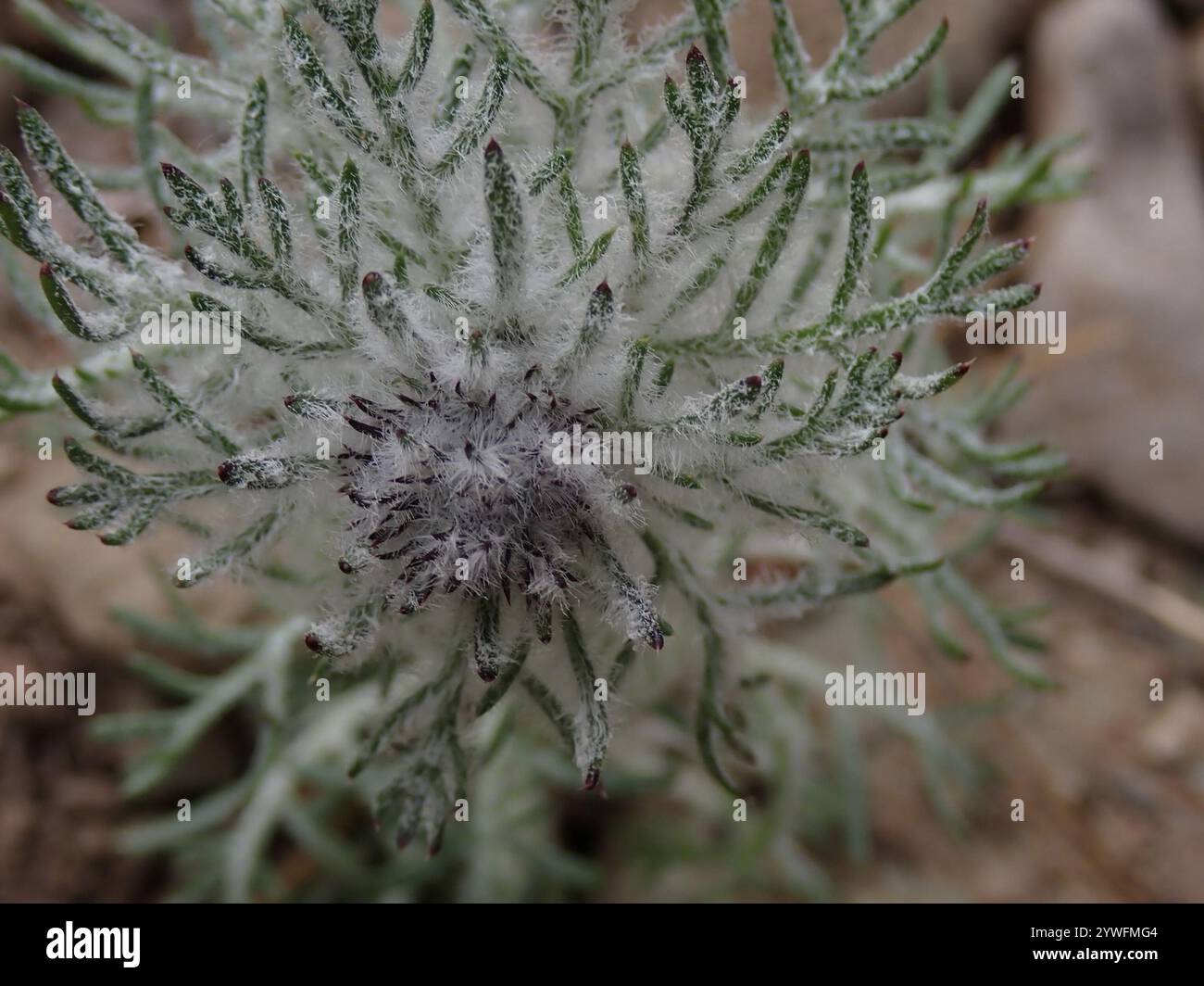 Scarlet Gilia (Ipomopsis aggregata Stock Photo - Alamy