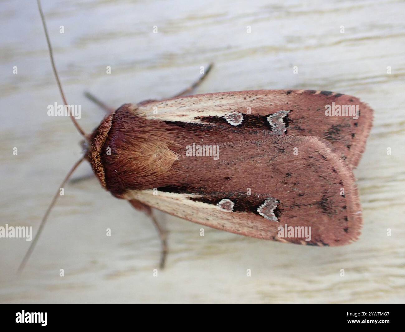 Flame Shoulder Moth (Ochropleura plecta Stock Photo - Alamy