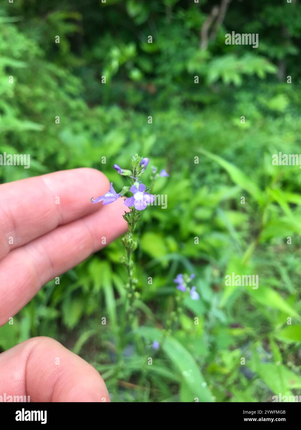 blue toadflax (Nuttallanthus canadensis Stock Photo - Alamy