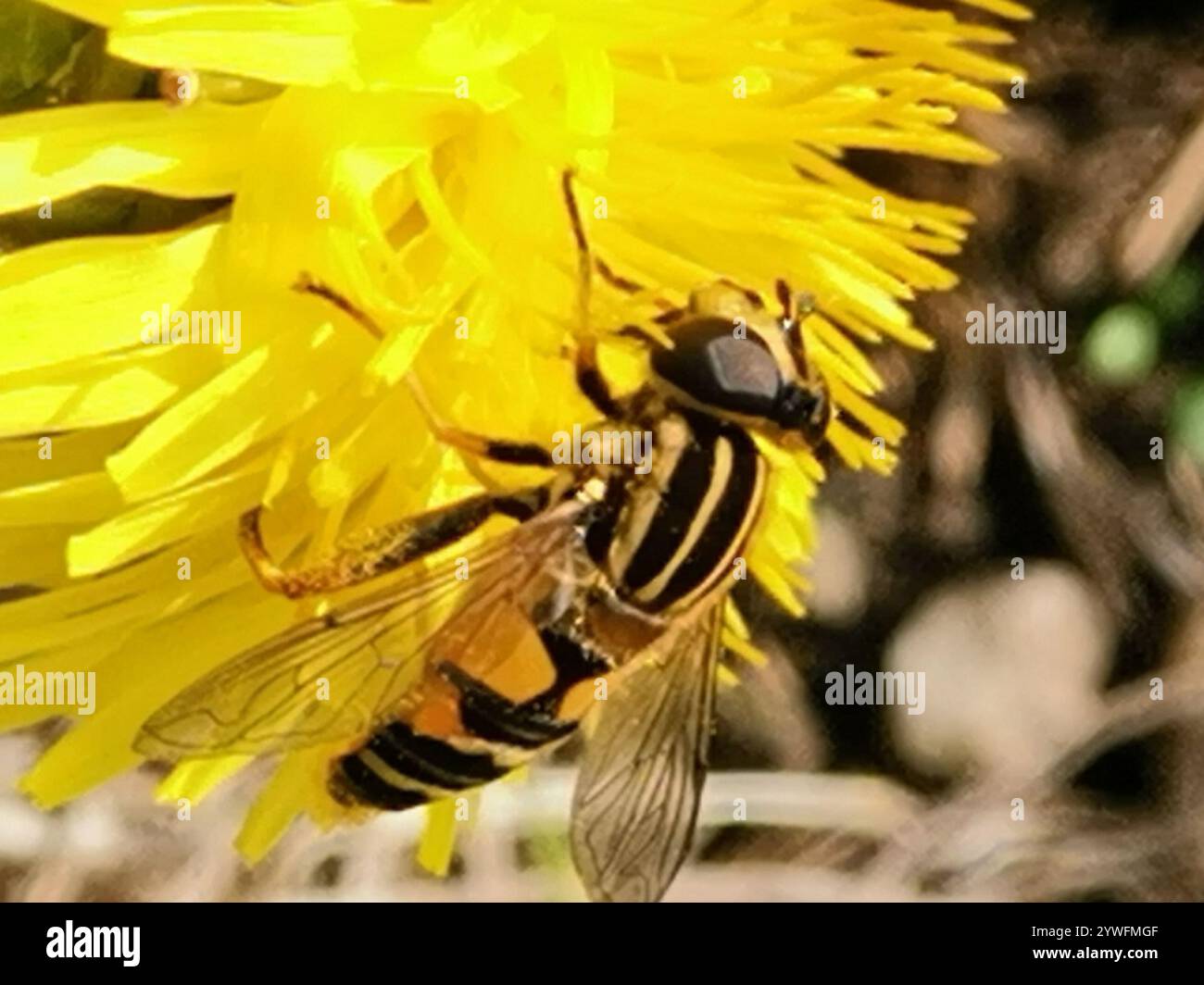 Sun Fly (Helophilus pendulus Stock Photo - Alamy