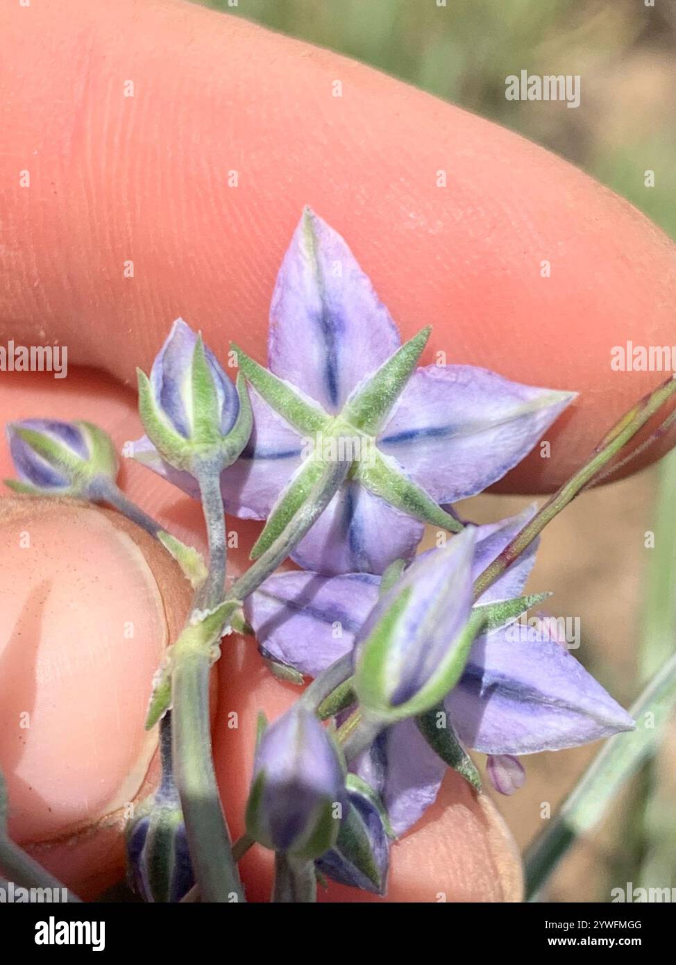 whitestem frasera (Frasera albicaulis Stock Photo - Alamy