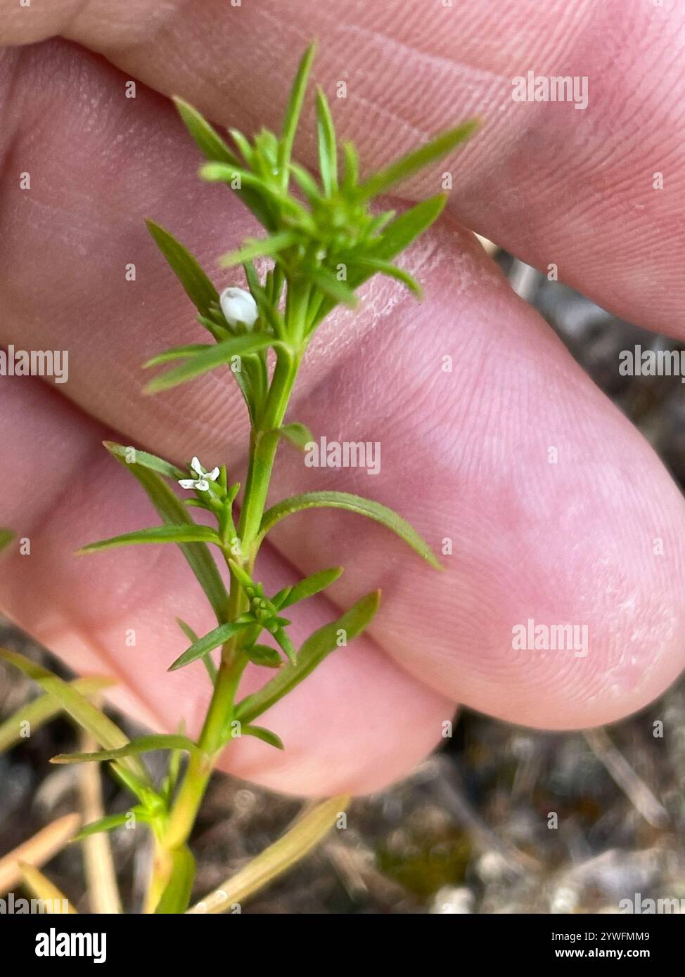 Rust Weed (Polypremum procumbens Stock Photo - Alamy