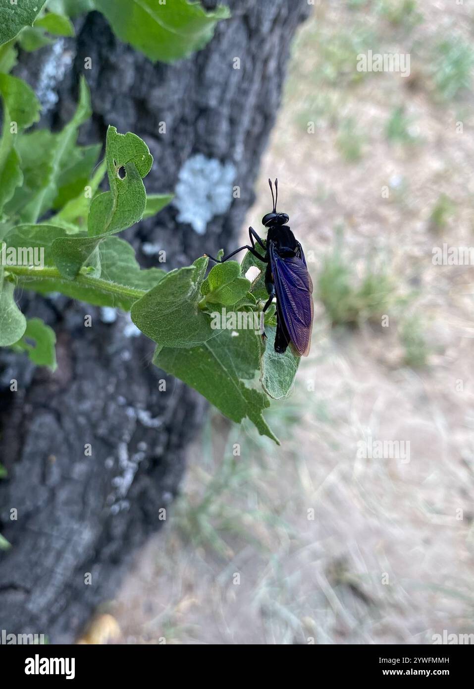 Clubbed mydas fly hi-res stock photography and images - Alamy