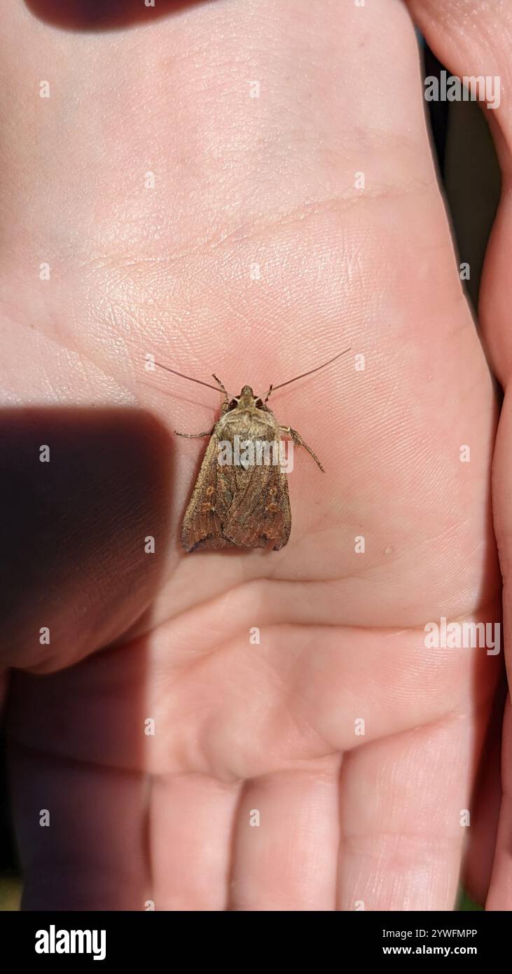Variegated Cutworm Moth (Peridroma saucia Stock Photo - Alamy
