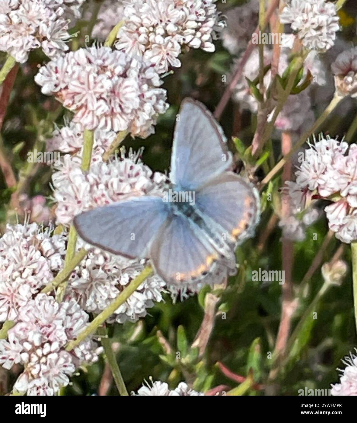Acmon Blue (Icaricia acmon Stock Photo - Alamy