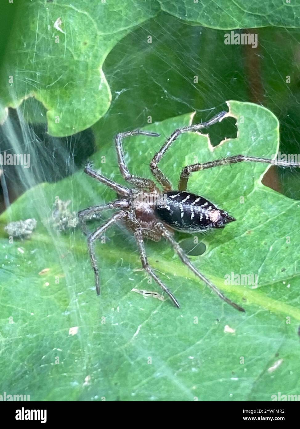 Labyrinth spider (Agelena labyrinthica Stock Photo - Alamy