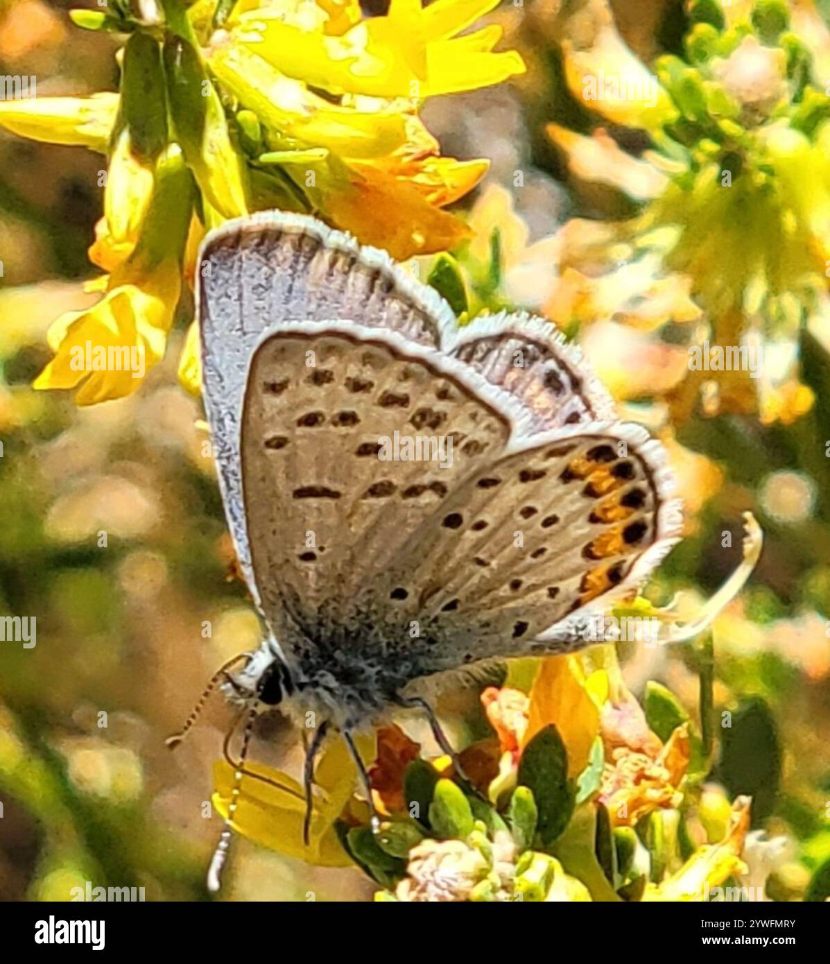 Acmon Blue (Icaricia acmon Stock Photo - Alamy