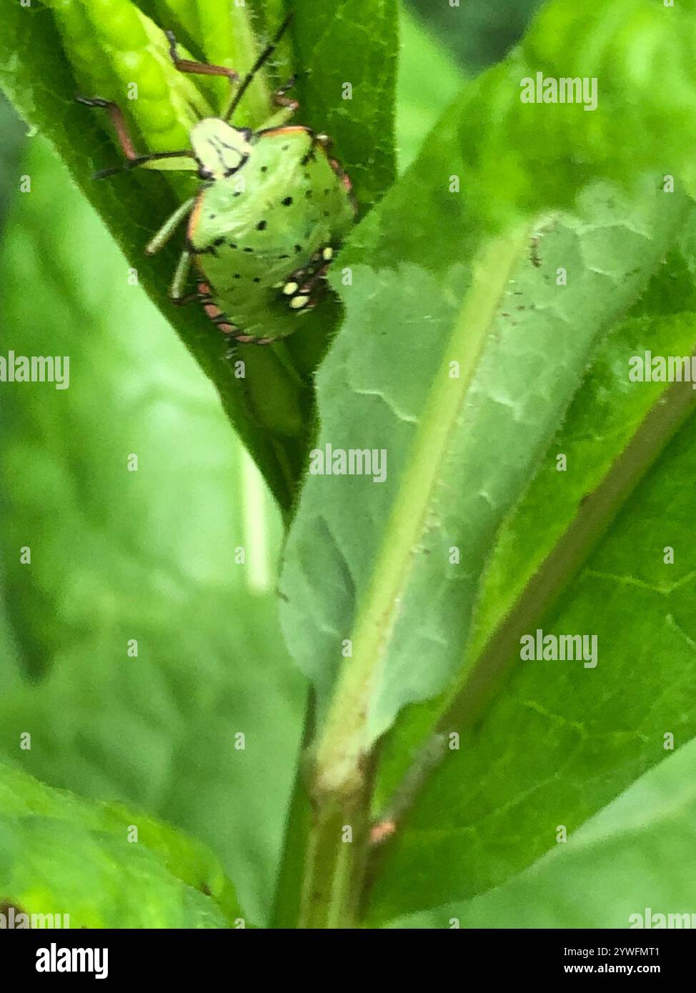 Southern Green Stink Bug (Nezara viridula Stock Photo - Alamy