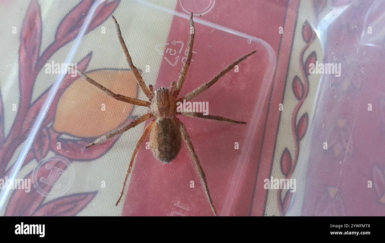 Wolf Spiders and Allies (Lycosoidea Stock Photo - Alamy