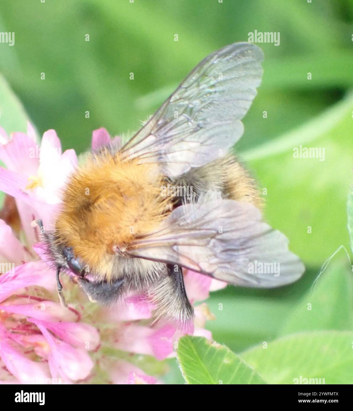 Common Carder Bumble Bee (Bombus pascuorum Stock Photo - Alamy