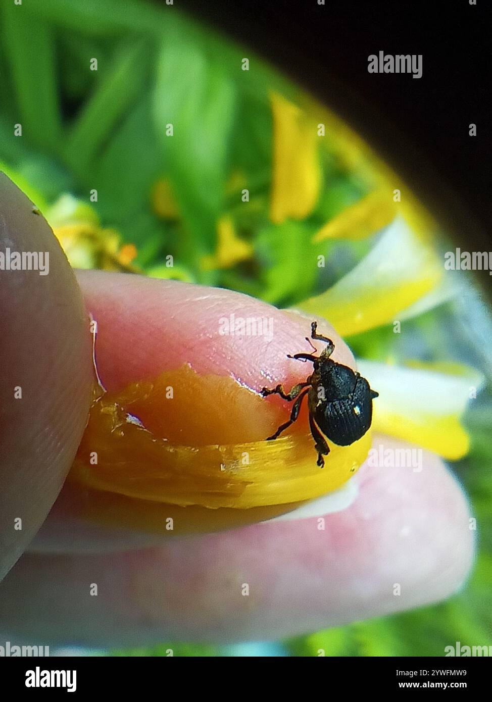 Iris weevil (Mononychus punctumalbum Stock Photo - Alamy
