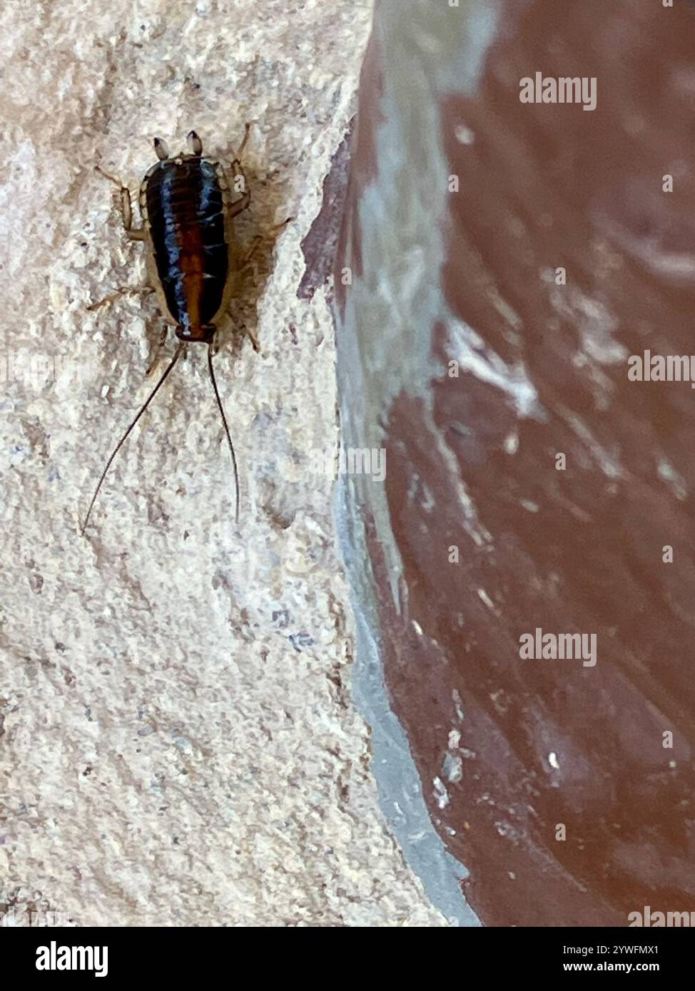 Old World Lobe-winged Cockroaches (Loboptera Stock Photo - Alamy