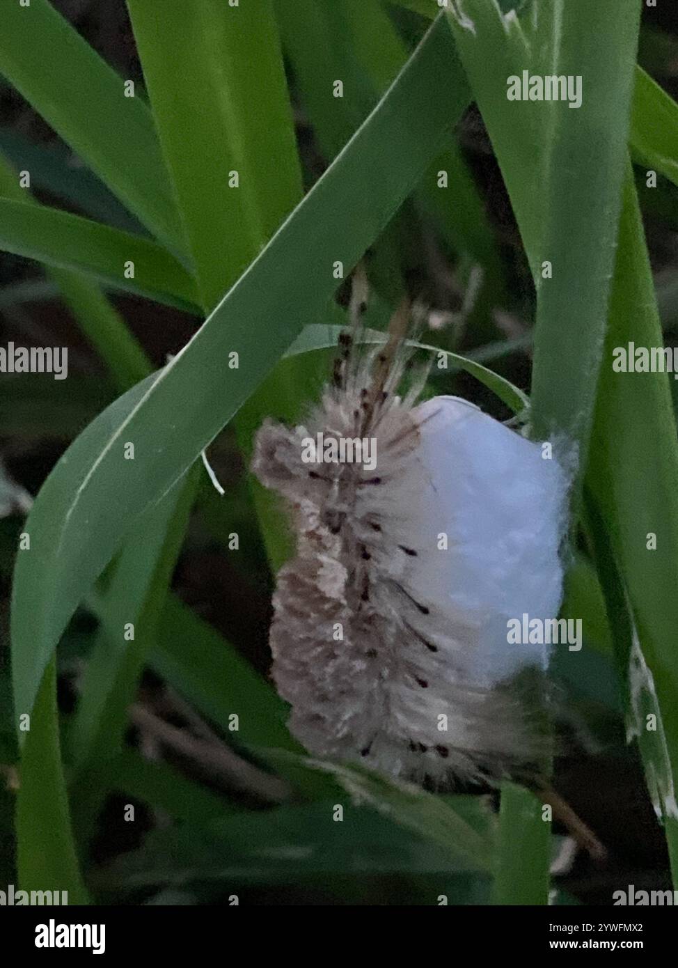 Ants, Bees, Wasps, and Sawflies (Hymenoptera Stock Photo - Alamy