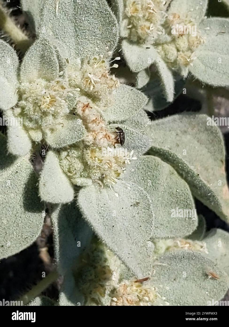 Cucujiform Beetles (Cucujiformia Stock Photo - Alamy