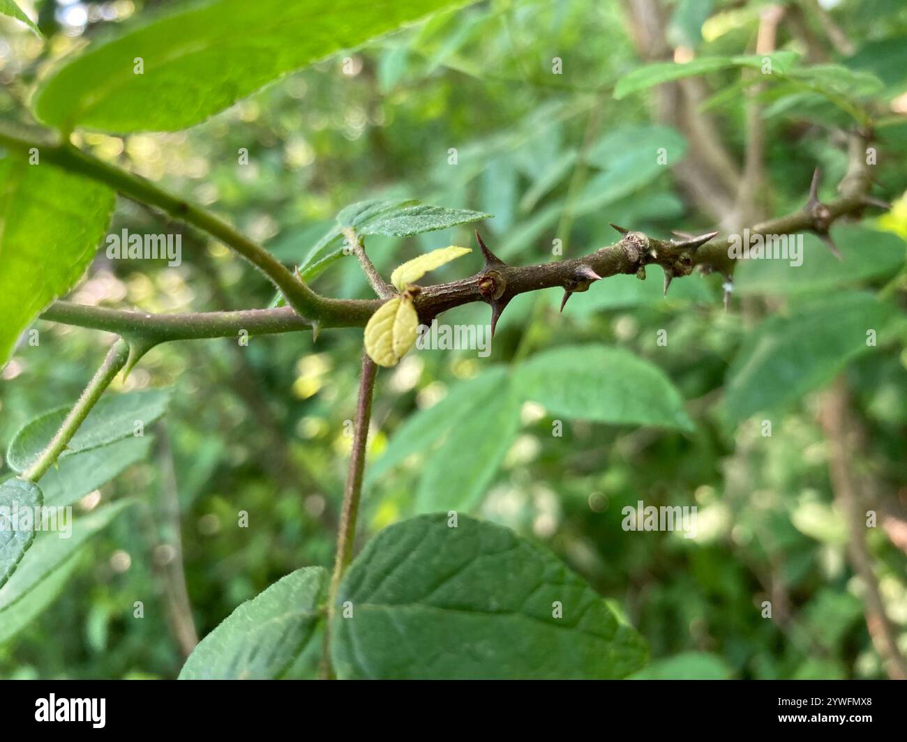 common prickly ash (Zanthoxylum americanum Stock Photo - Alamy