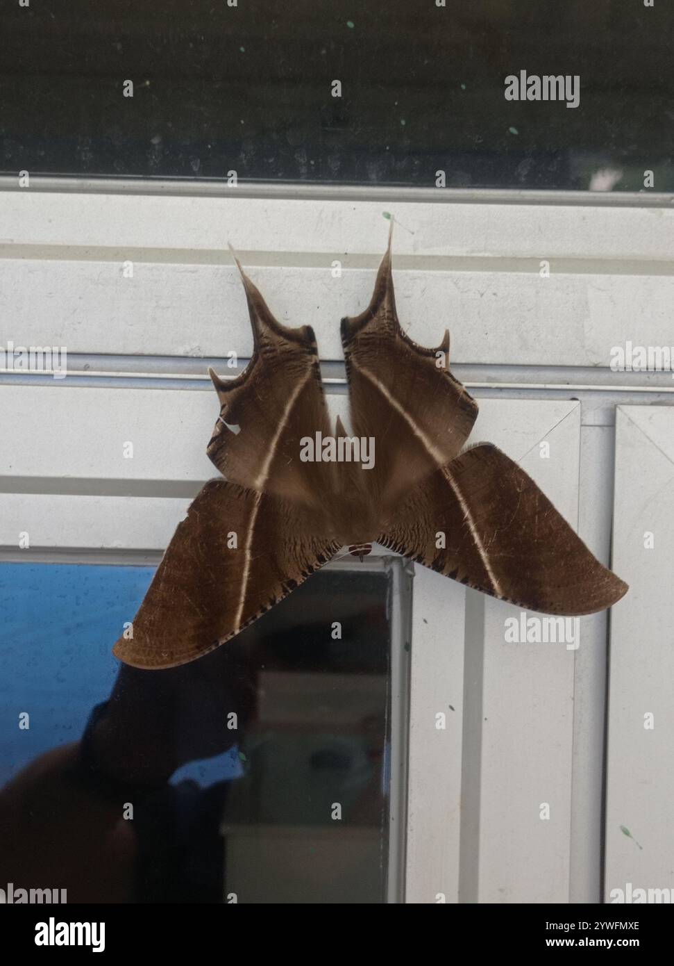 Tropical Swallowtail Moth (Lyssa zampa Stock Photo - Alamy