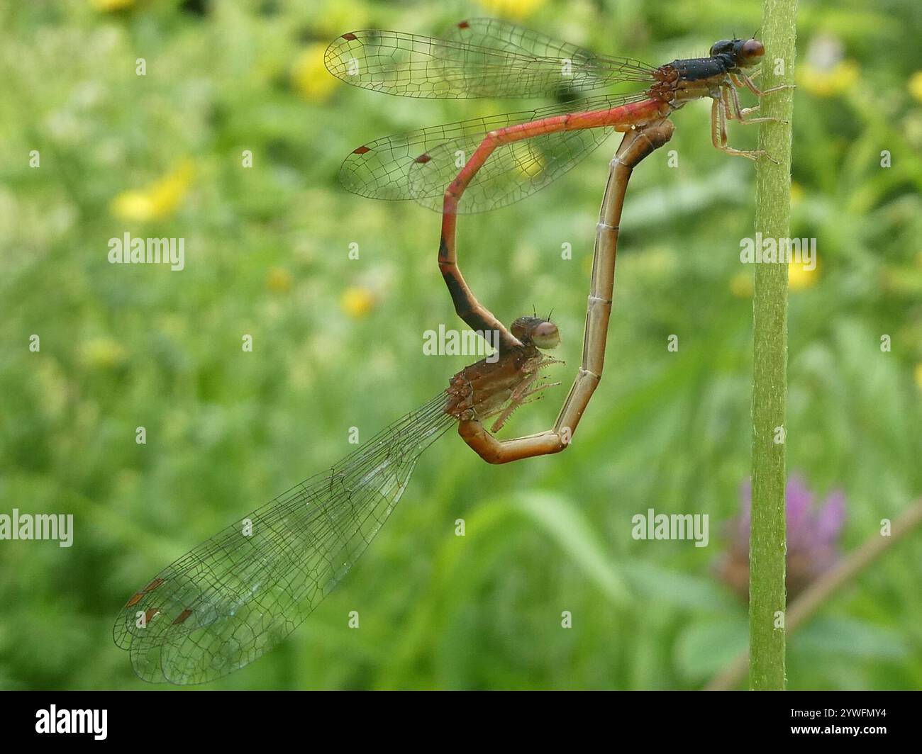 Eastern Red Damsel (Amphiagrion saucium Stock Photo - Alamy