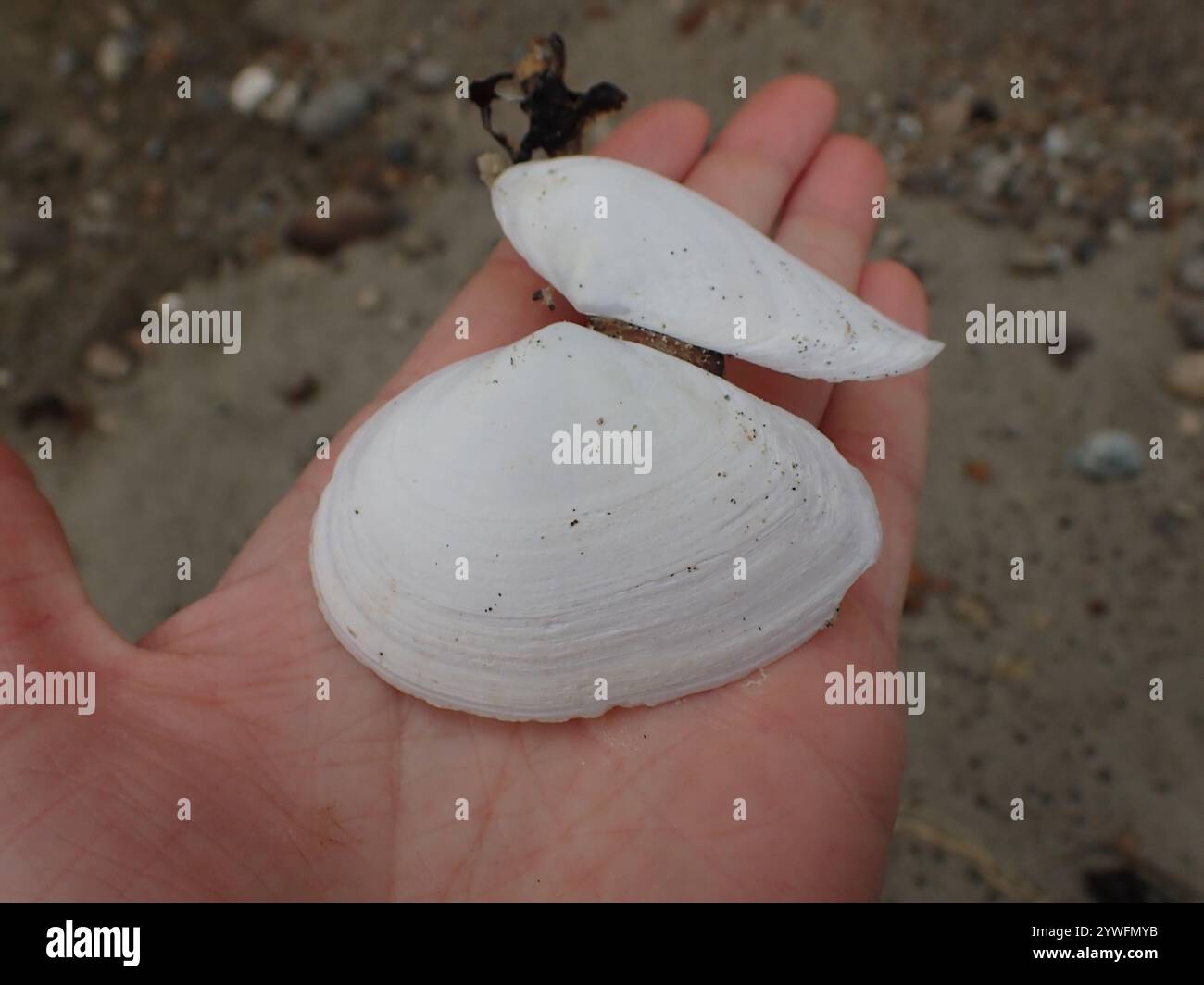 Bent-nosed Clam (Macoma nasuta Stock Photo - Alamy