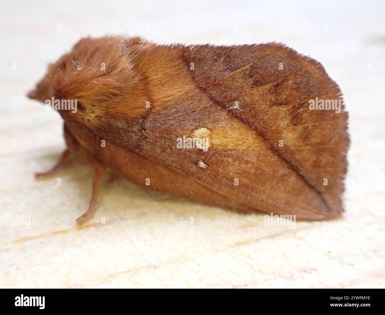 Drinker Moth (Euthrix potatoria Stock Photo - Alamy