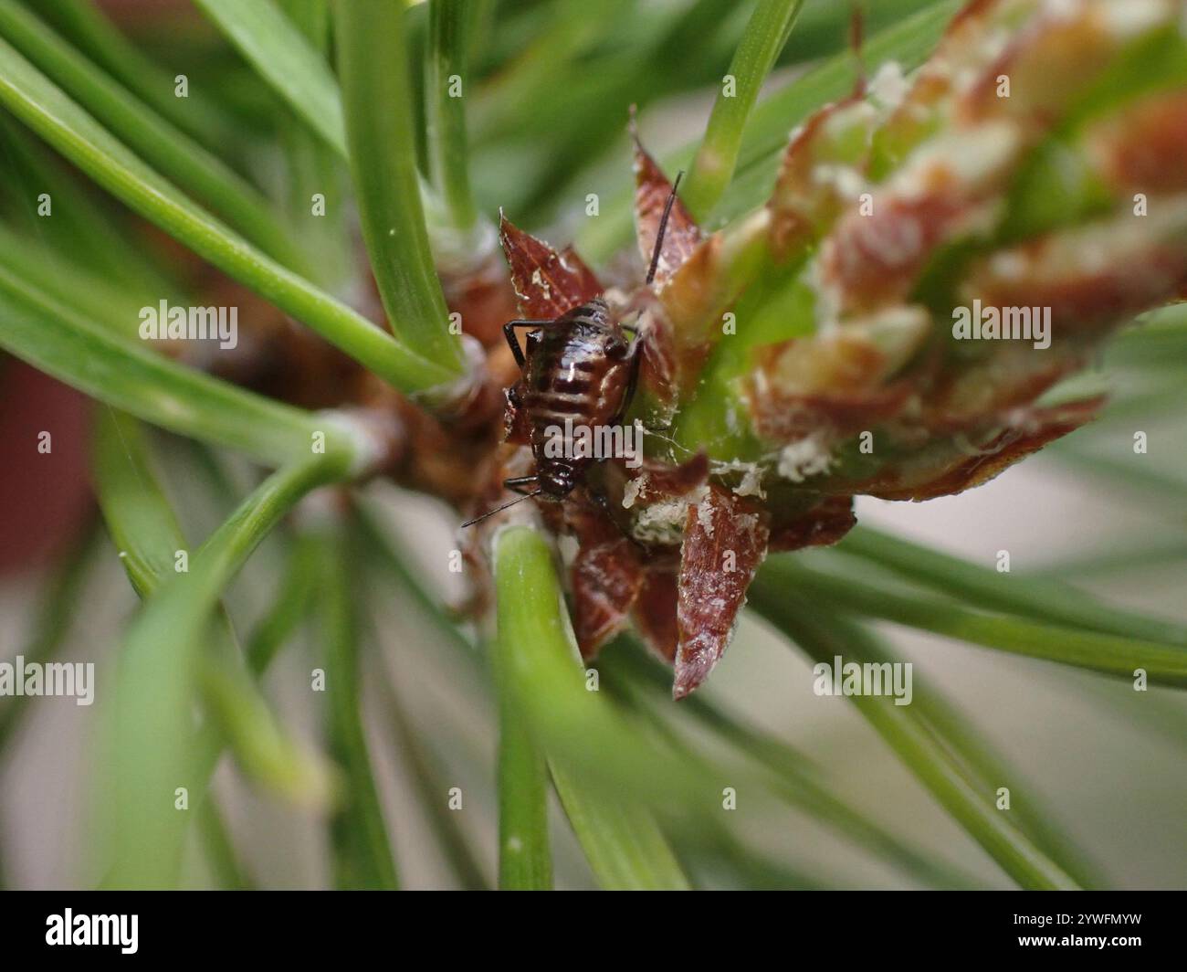 Giant Conifer Aphids (Cinara Stock Photo - Alamy