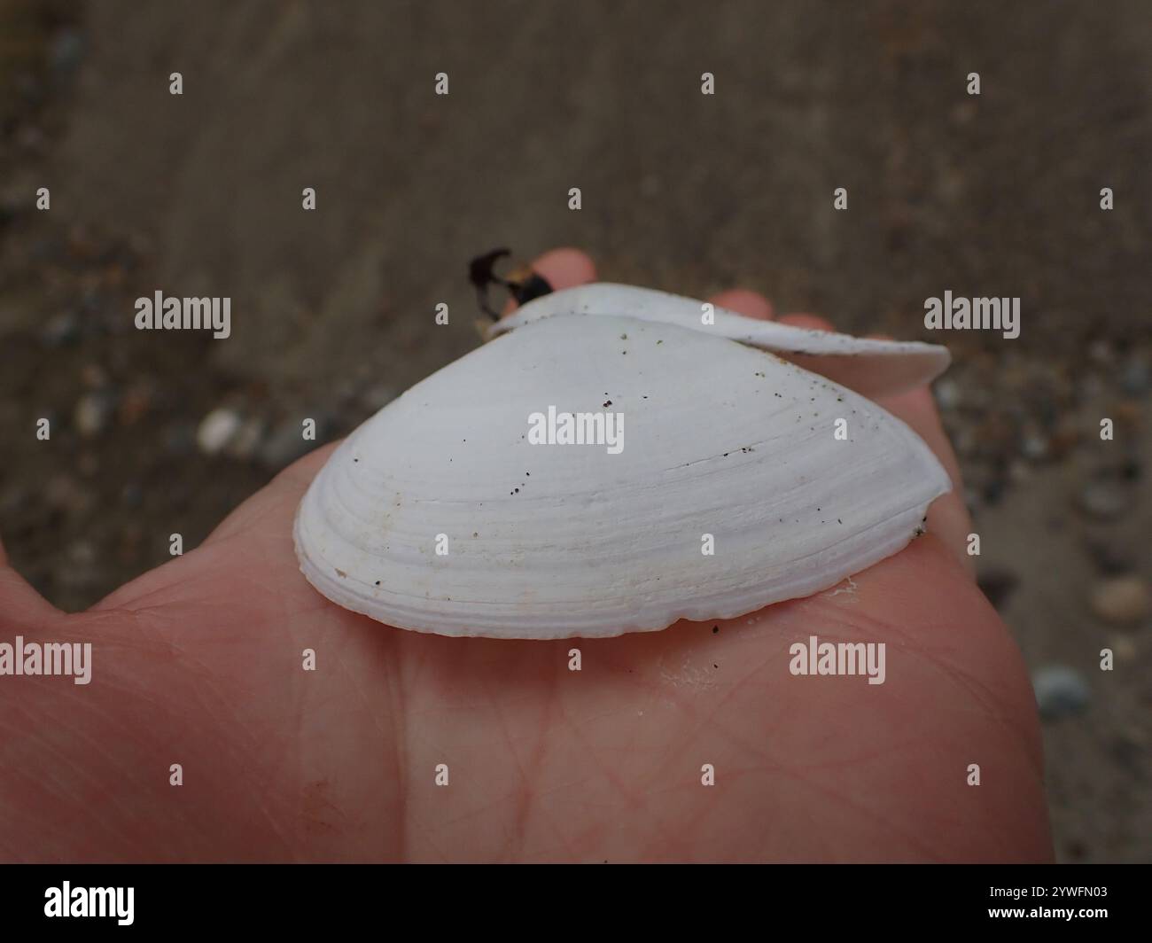 Bent-nosed Clam (Macoma nasuta Stock Photo - Alamy
