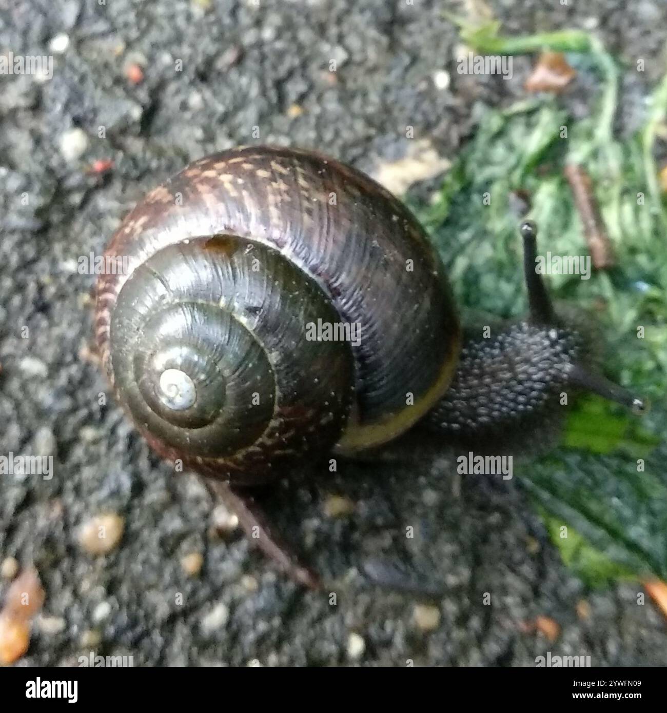 Copse Snail (Arianta arbustorum Stock Photo - Alamy