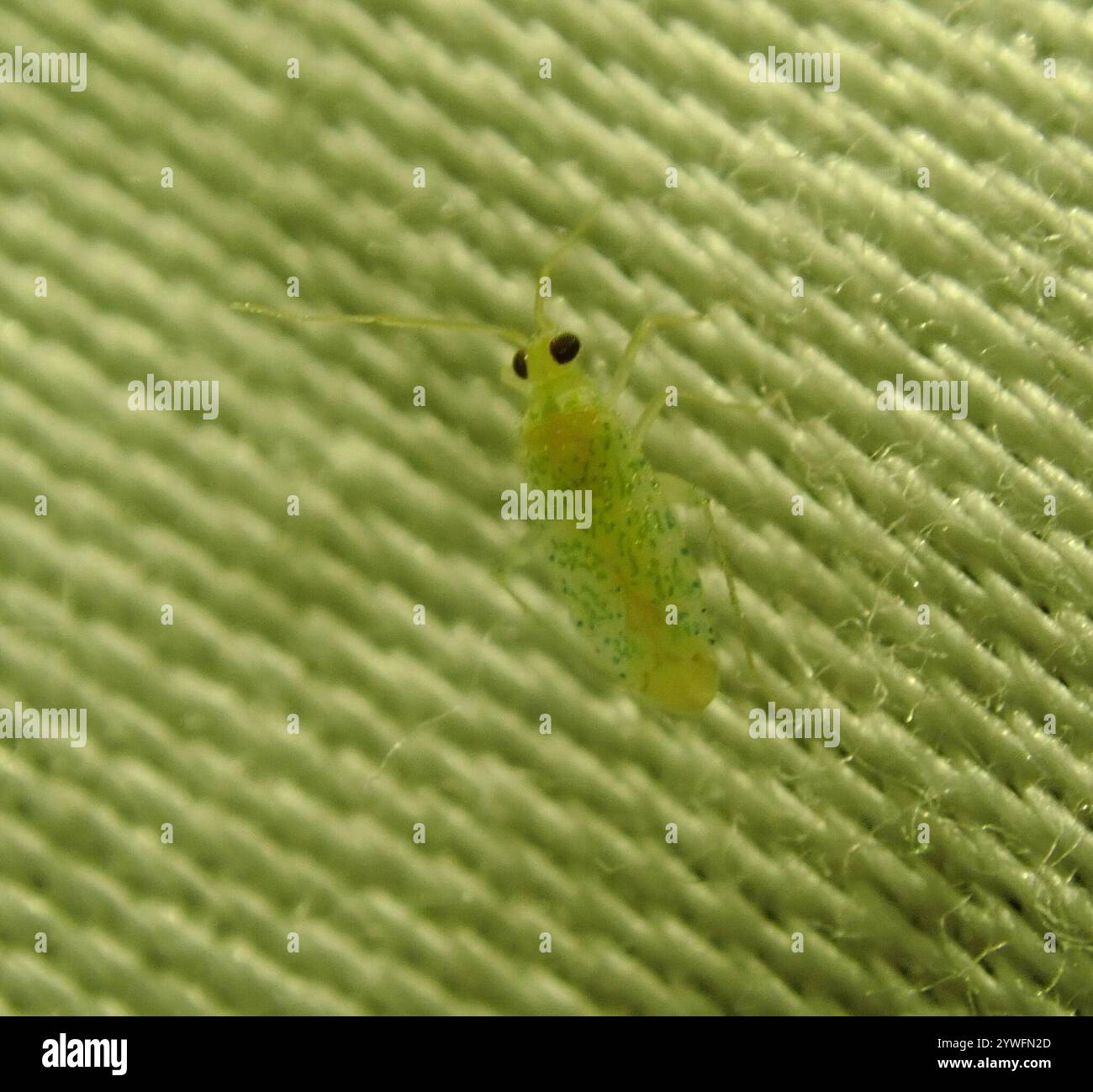 True Bugs (Heteroptera Stock Photo - Alamy