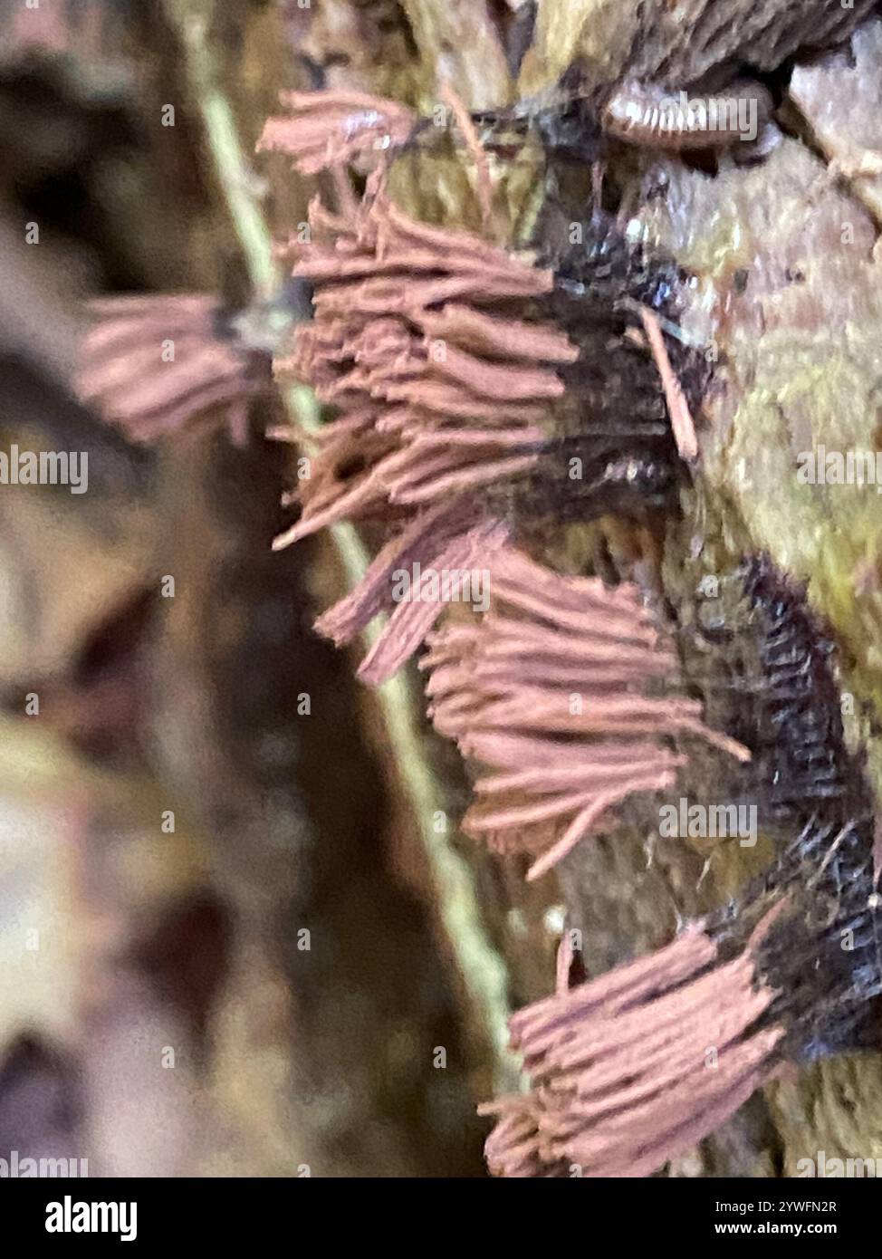 chocolate tube slime (Stemonitis splendens Stock Photo - Alamy