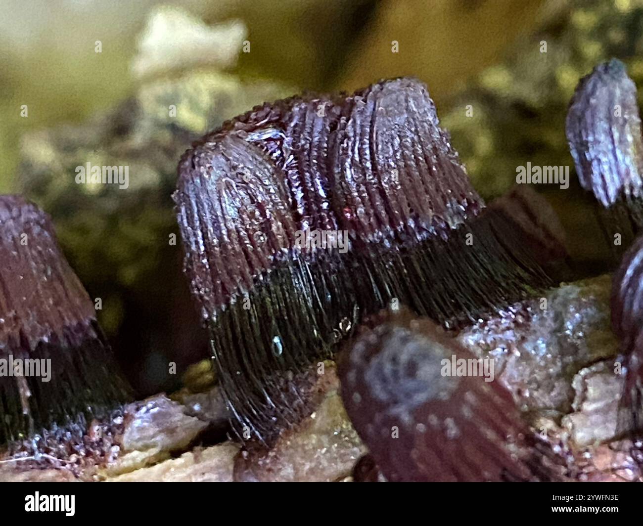 chocolate tube slime (Stemonitis splendens Stock Photo - Alamy