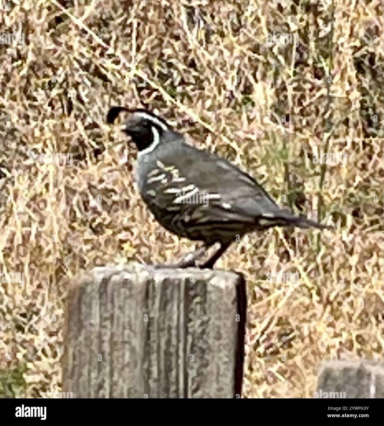 California Quail (Callipepla californica Stock Photo - Alamy