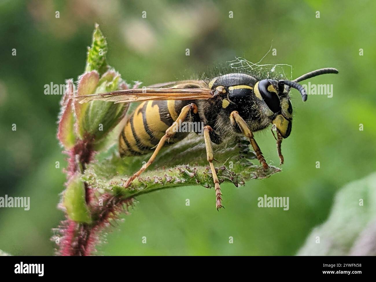 Common European Yellowjacket (Vespula vulgaris Stock Photo - Alamy
