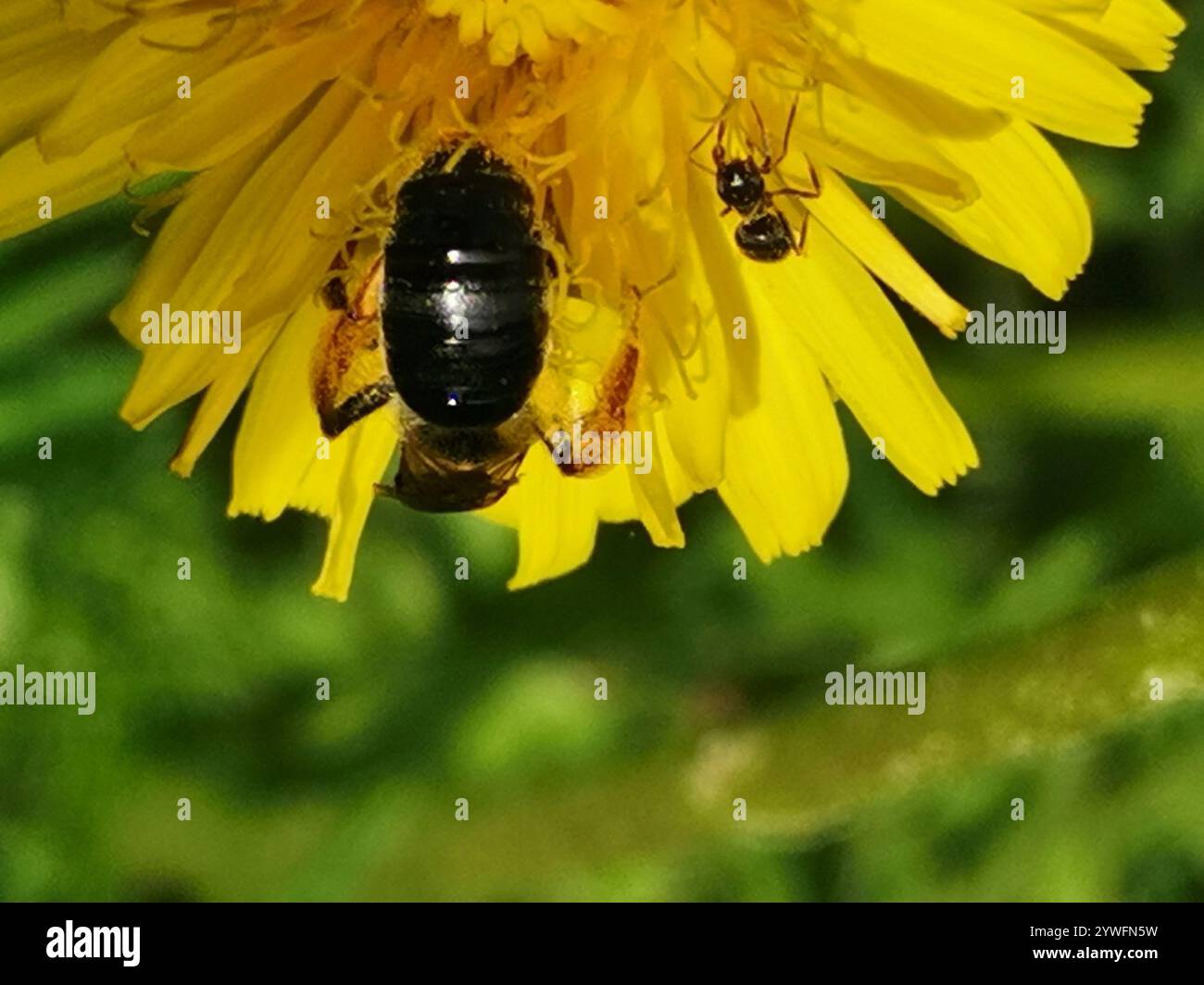 Mining Bees (Andrena Stock Photo - Alamy