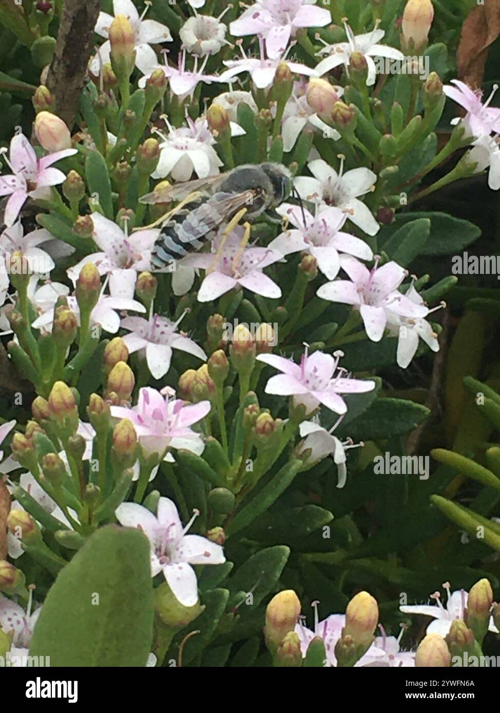 American Sand Wasp (Bembix americana Stock Photo - Alamy