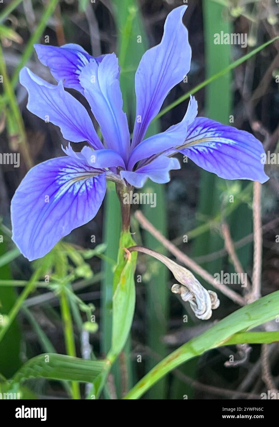 Douglas iris (Iris douglasiana Stock Photo - Alamy