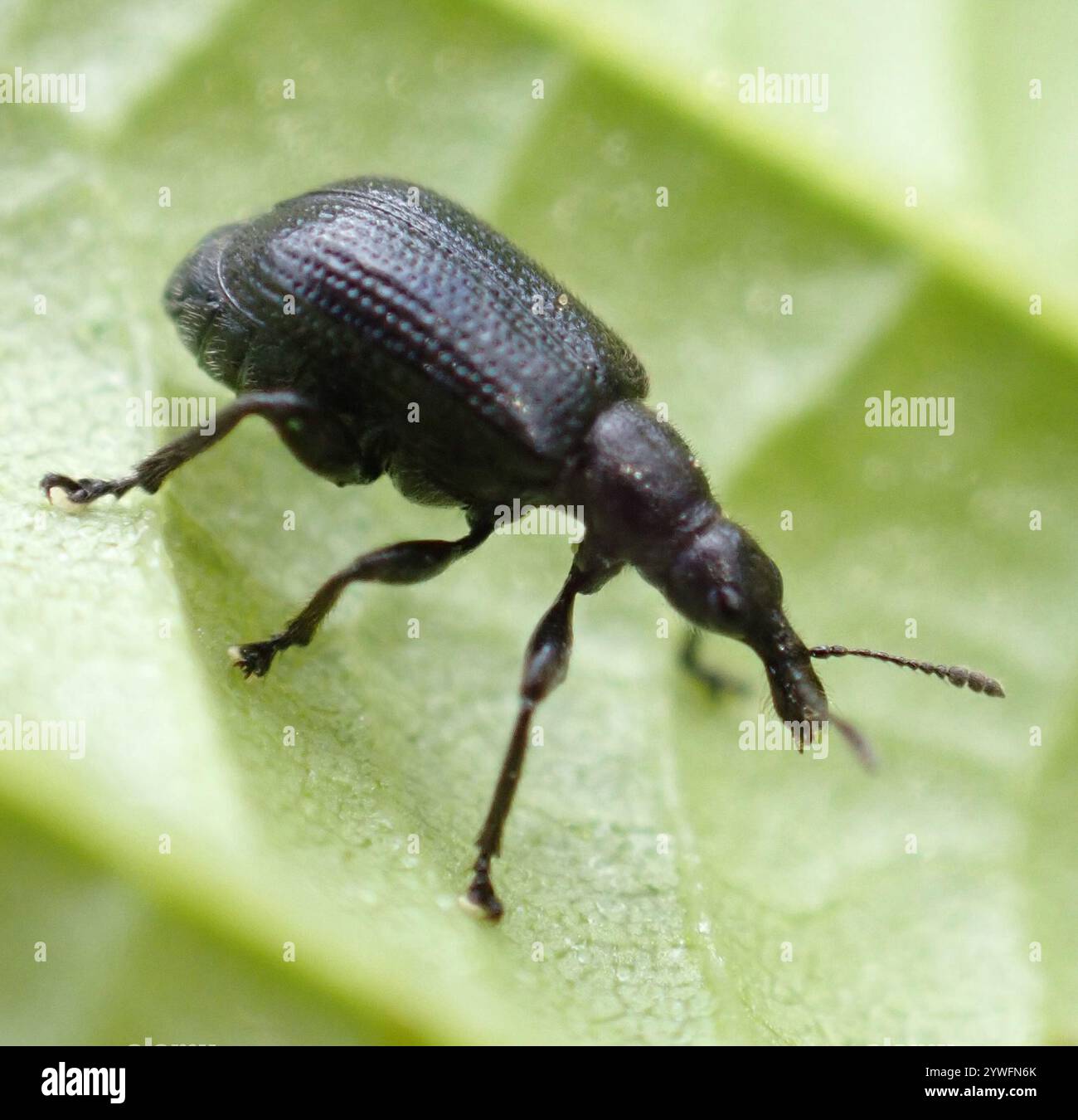 Birch Leaf-rolling Weevil (Deporaus betulae Stock Photo - Alamy