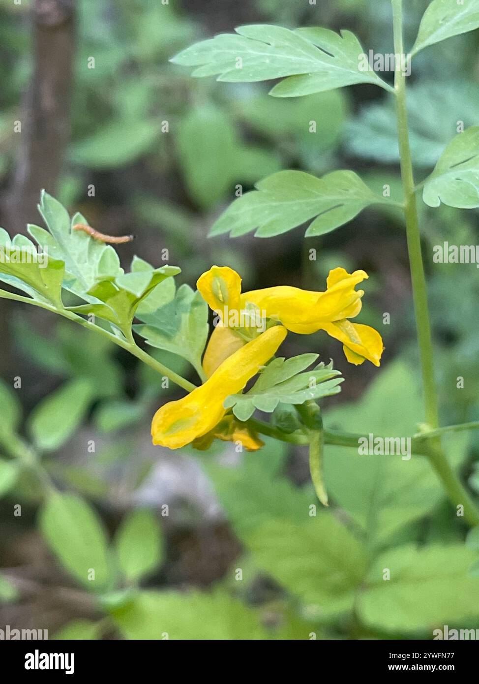 golden corydalis (Corydalis aurea Stock Photo - Alamy