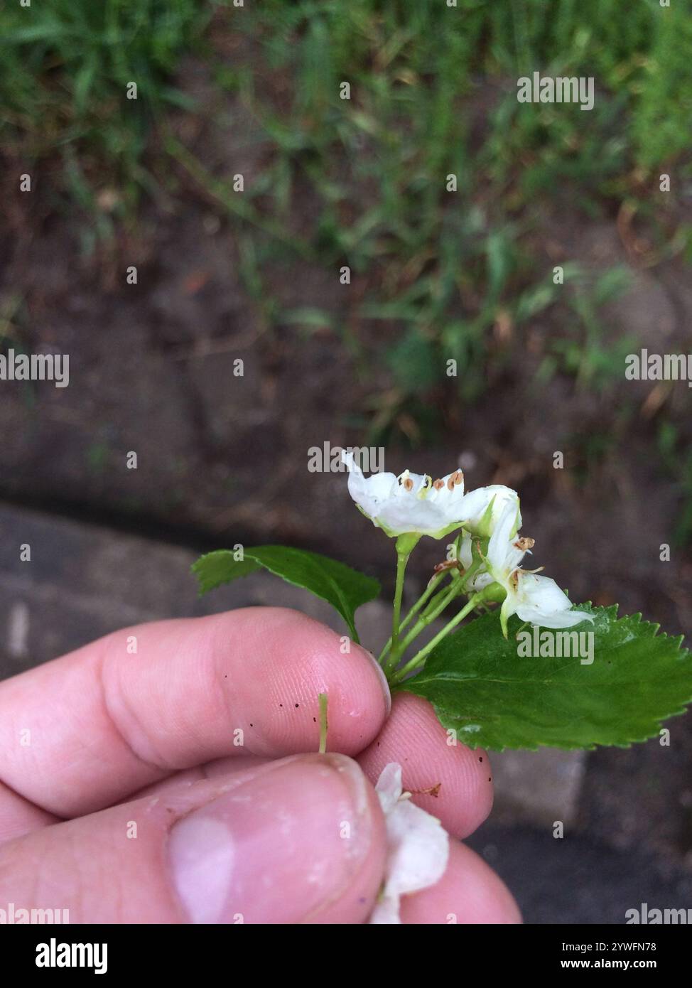 Glabrous-fruit Fireberry Hawthorn (Crataegus chrysocarpa phoeniceoides ...