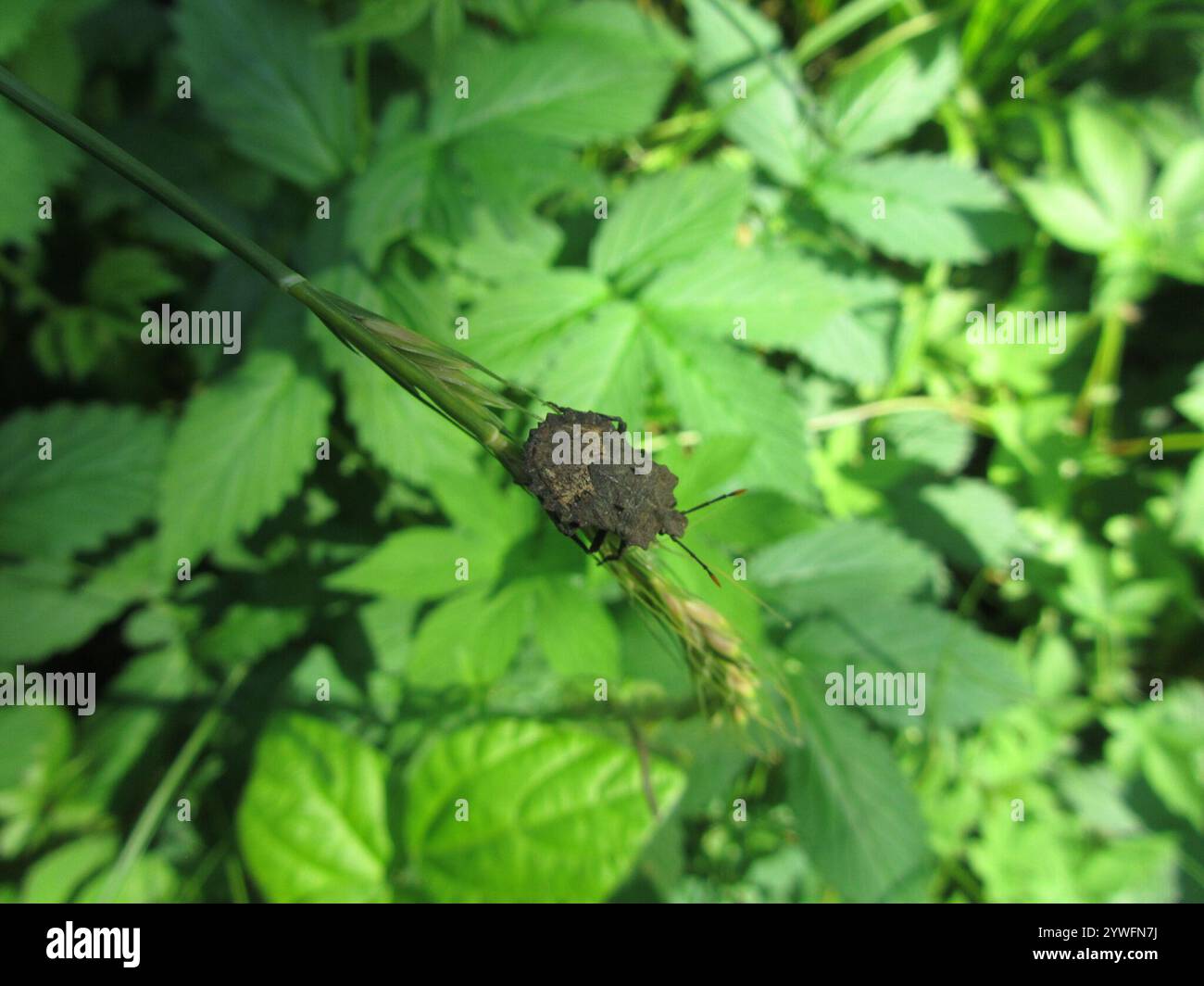 Megymenum hi-res stock photography and images - Alamy