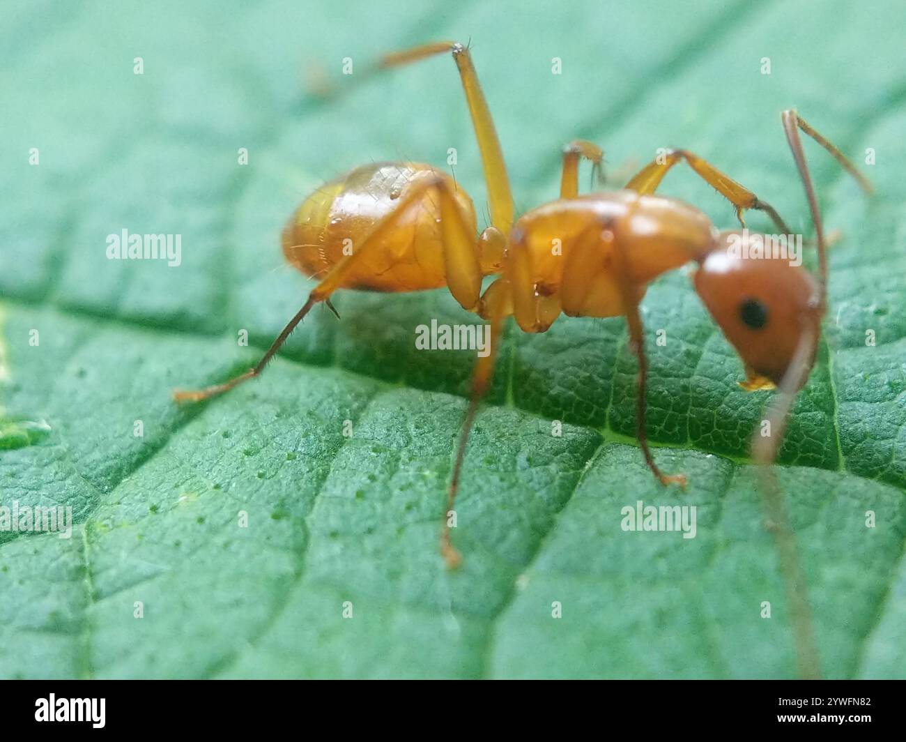 Chestnut Carpenter Ant (Camponotus castaneus Stock Photo - Alamy