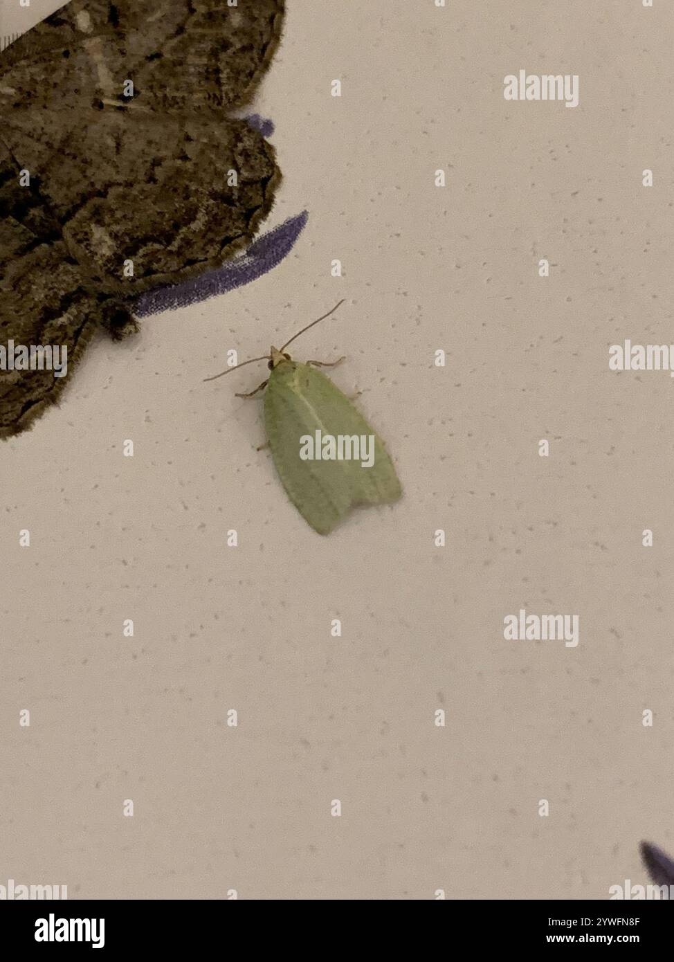 Green Oak Tortrix (Tortrix viridana Stock Photo - Alamy