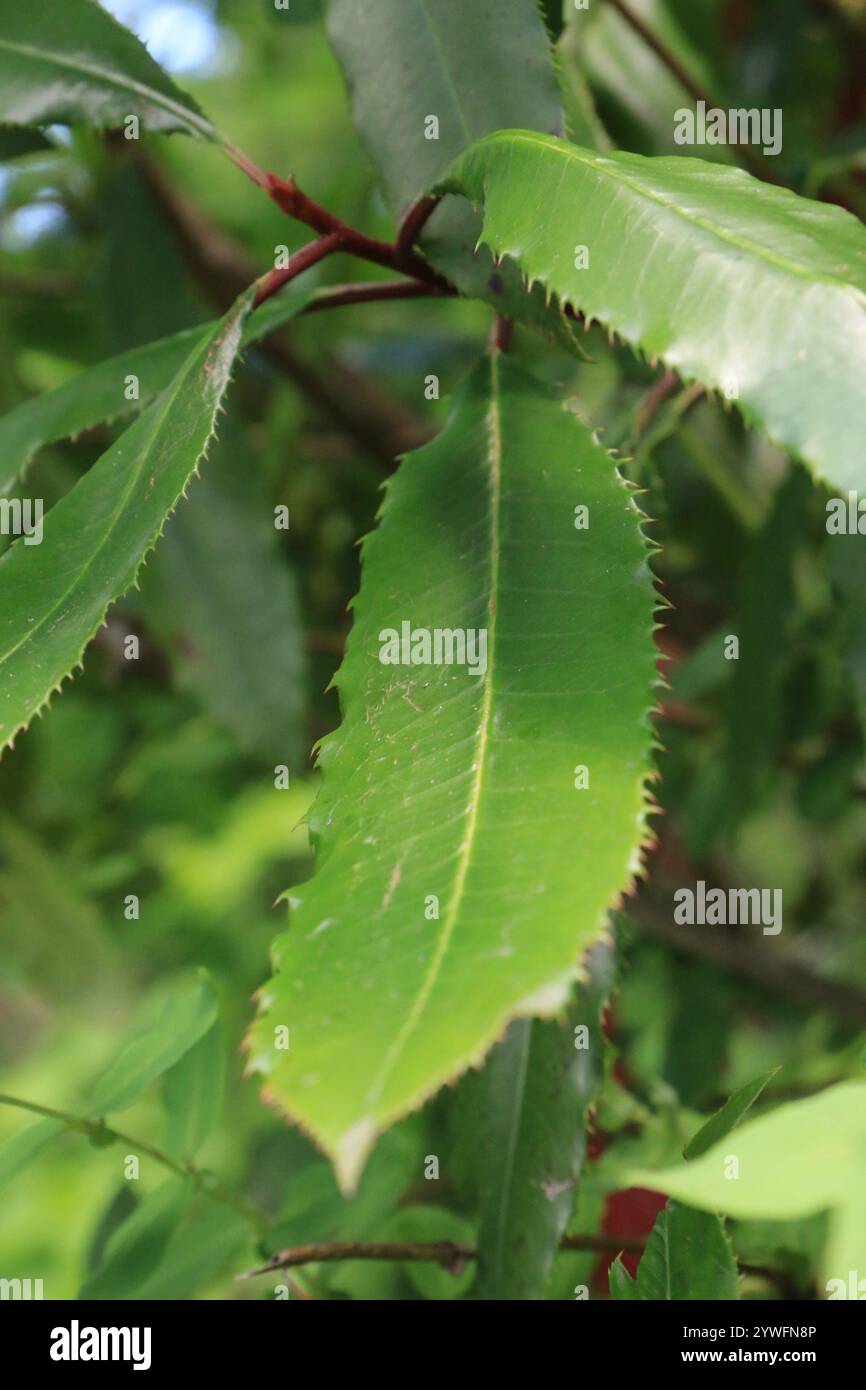 Chinese Photinia (Photinia serratifolia Stock Photo - Alamy