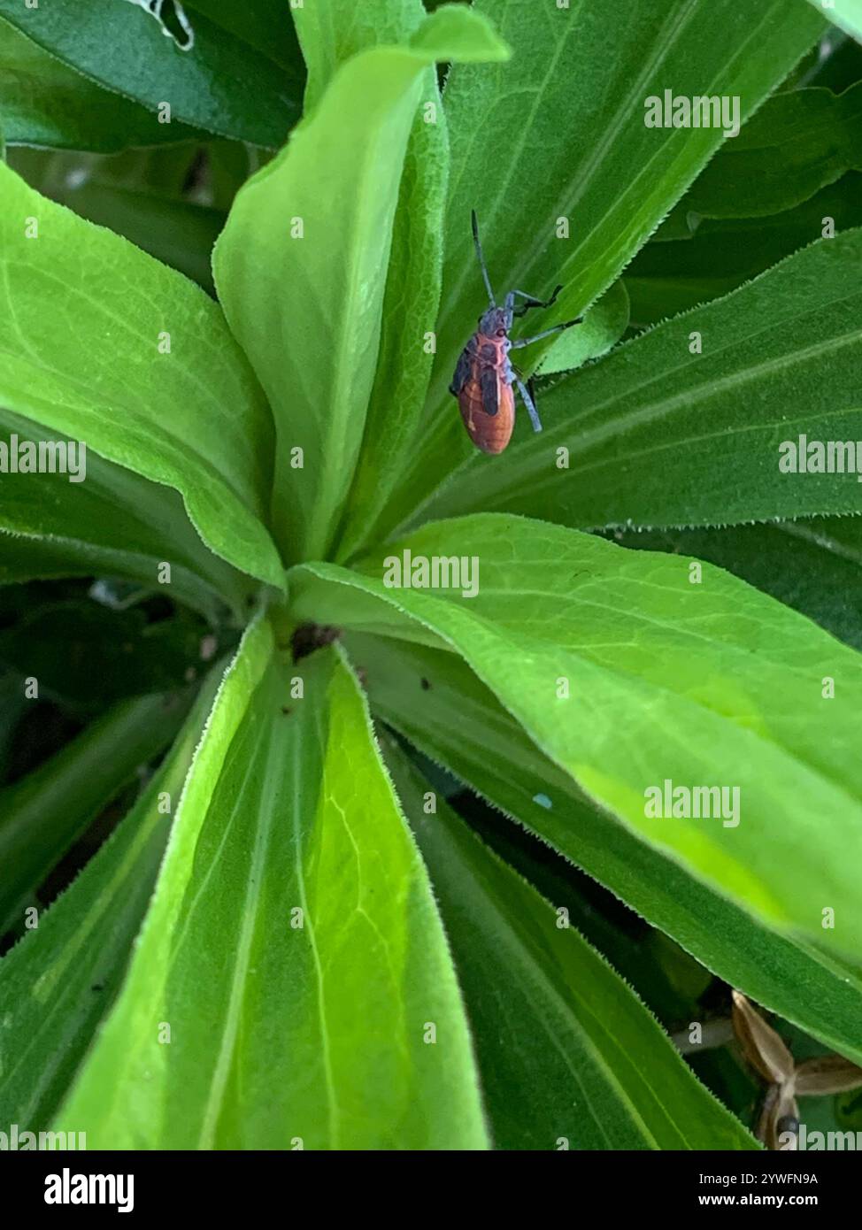 Eastern Boxelder Bug (Boisea trivittata Stock Photo - Alamy