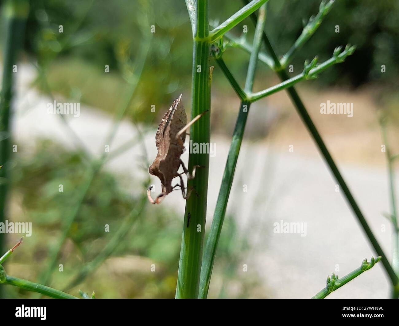Scapha hi-res stock photography and images - Alamy