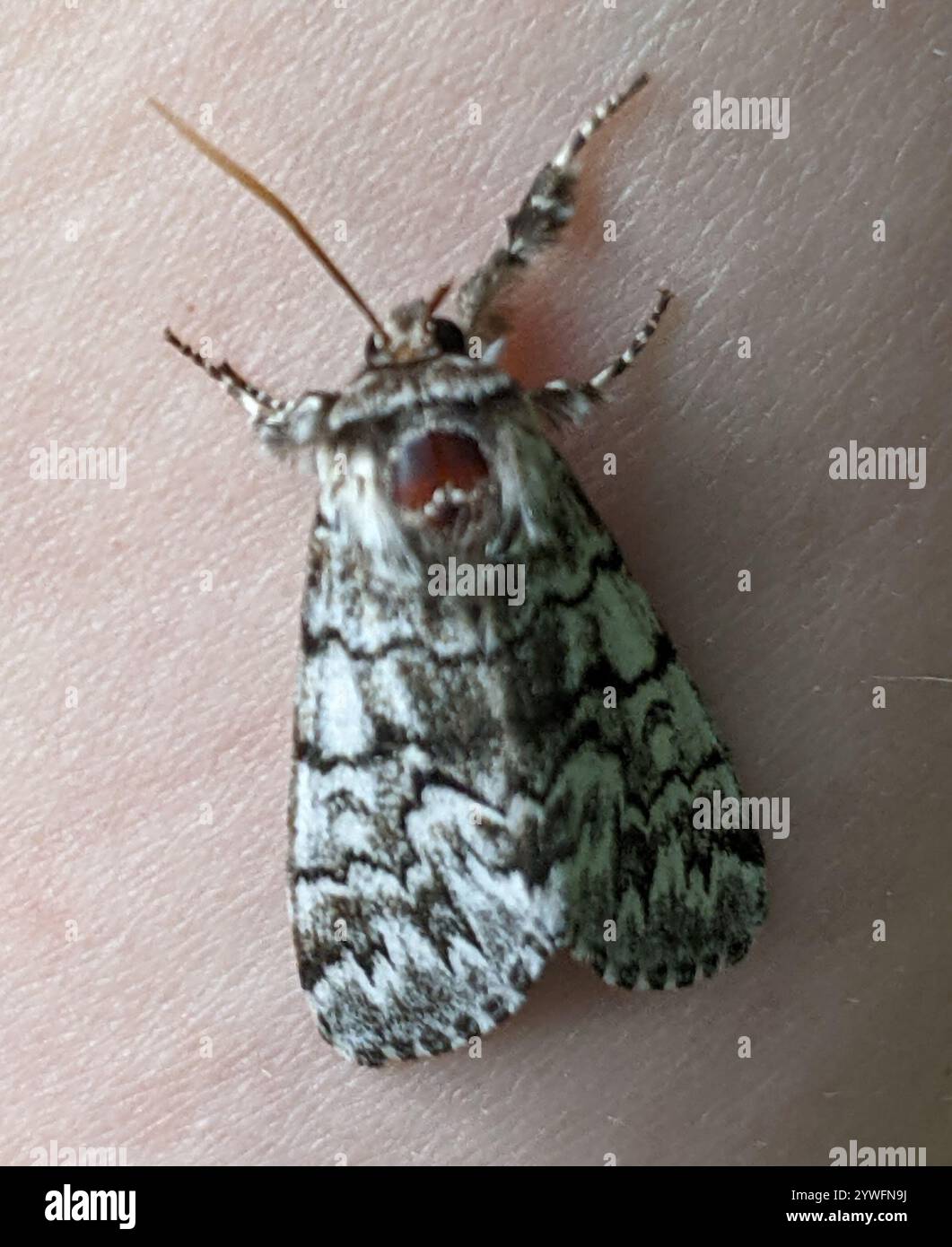 Western Panthea Moth (Panthea virginarius Stock Photo - Alamy