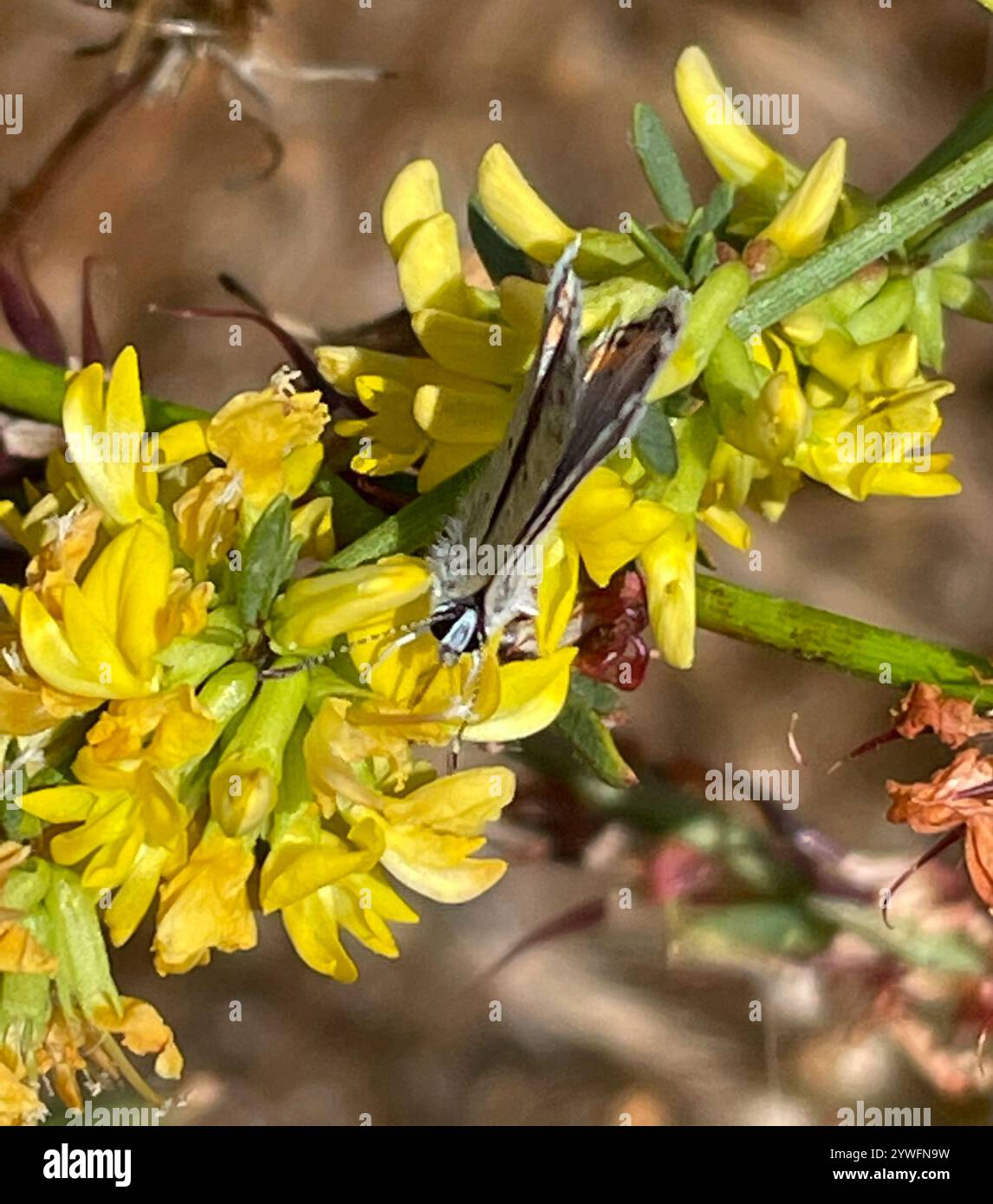 Acmon Blue (Icaricia acmon Stock Photo - Alamy